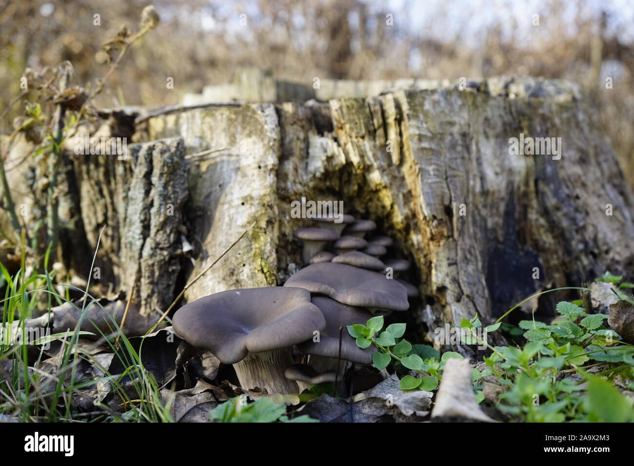 Zichy hotel Hungarian farm trees and mushrooms Stock Photo - Alamy