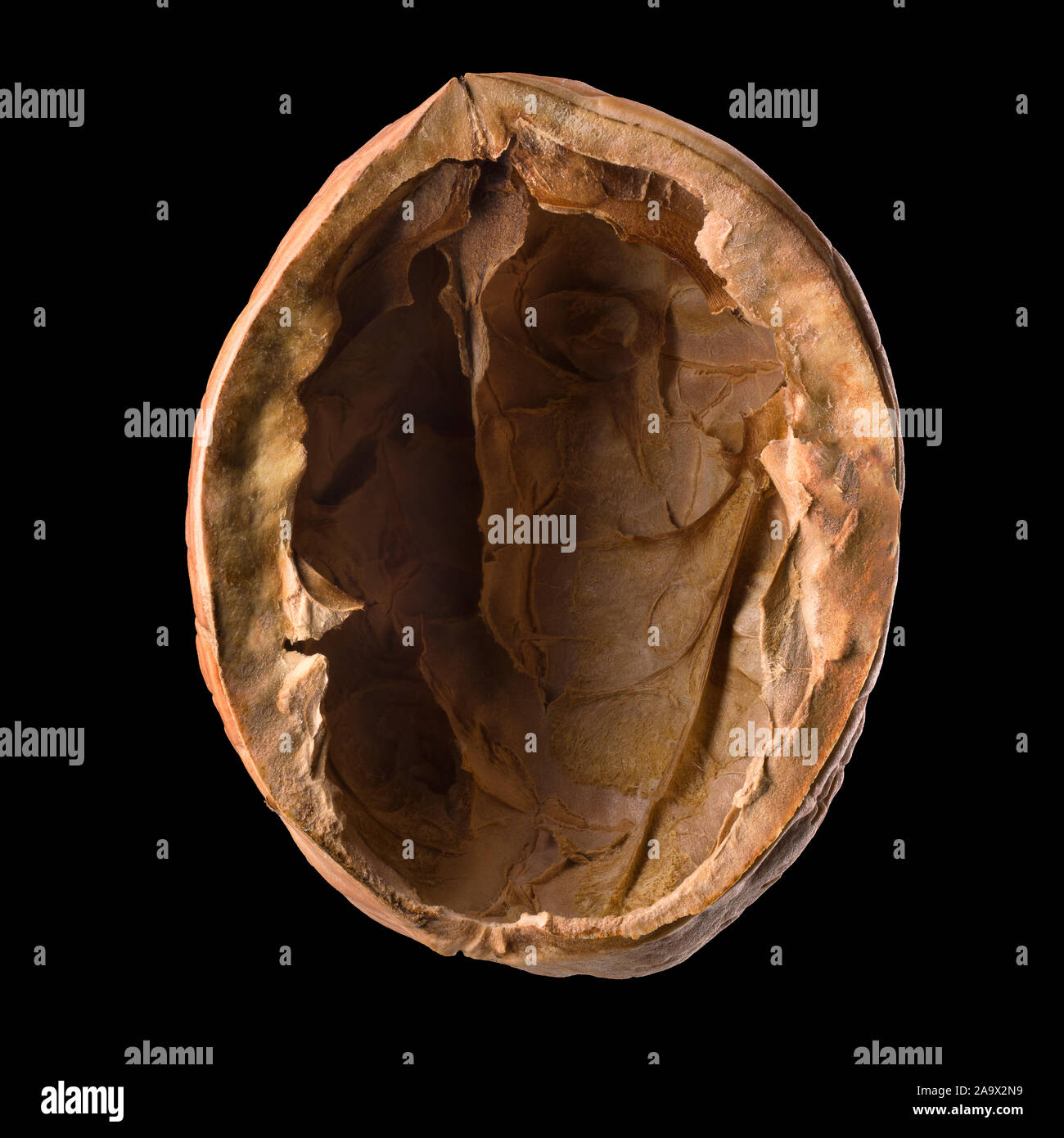 Macro photo of empty shell of walnut isolated on a black with clipping ...