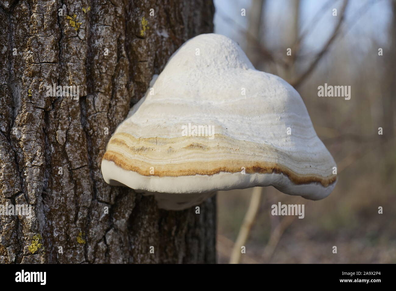 Zichy hotel Hungarian farm trees and mushrooms Stock Photo - Alamy