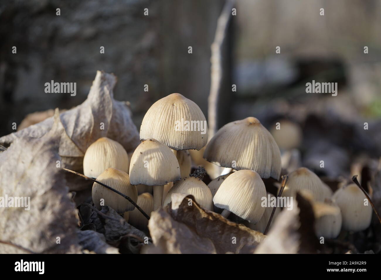 Zichy hotel Hungarian farm trees and mushrooms Stock Photo - Alamy