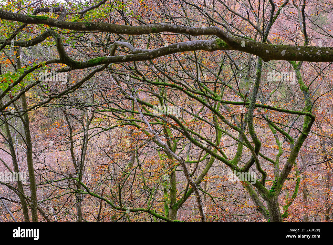 Trees leaning to the left and having moss on the branches Stock Photo ...
