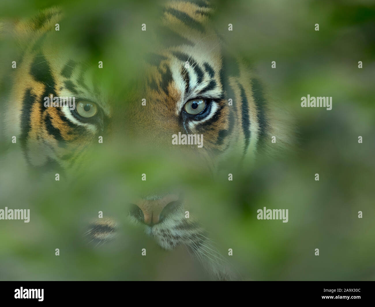 Sunda tiger hi-res stock photography and images - Alamy