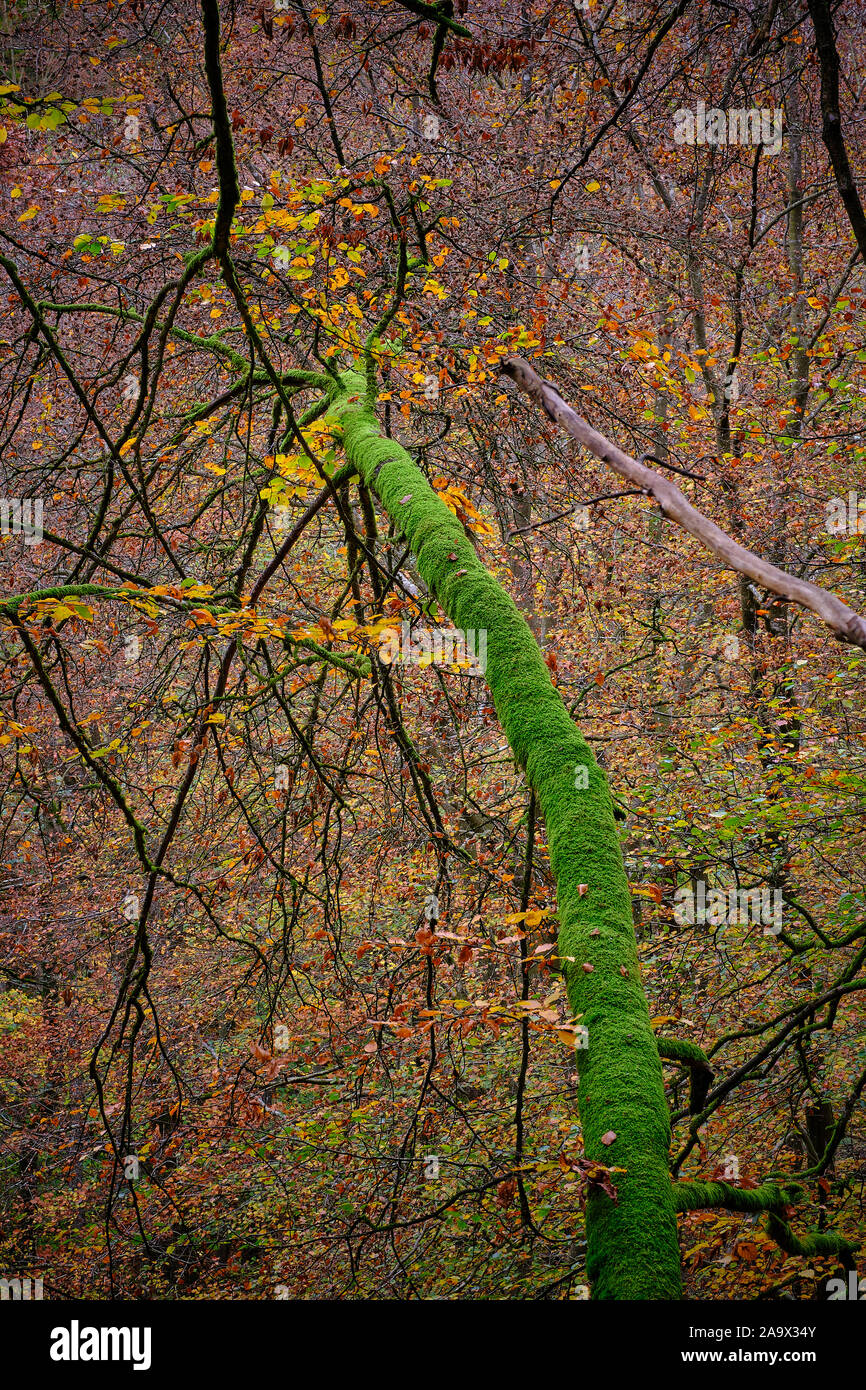 Tree with moss in the foreground and forest with autumn colors in the ...
