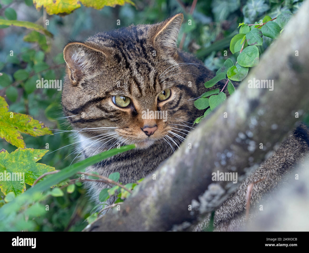 European wildcat Felis silvestris silvestris (captive Stock Photo - Alamy