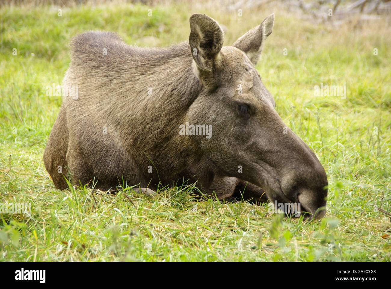 Elchlosung hi-res stock photography and images - Alamy