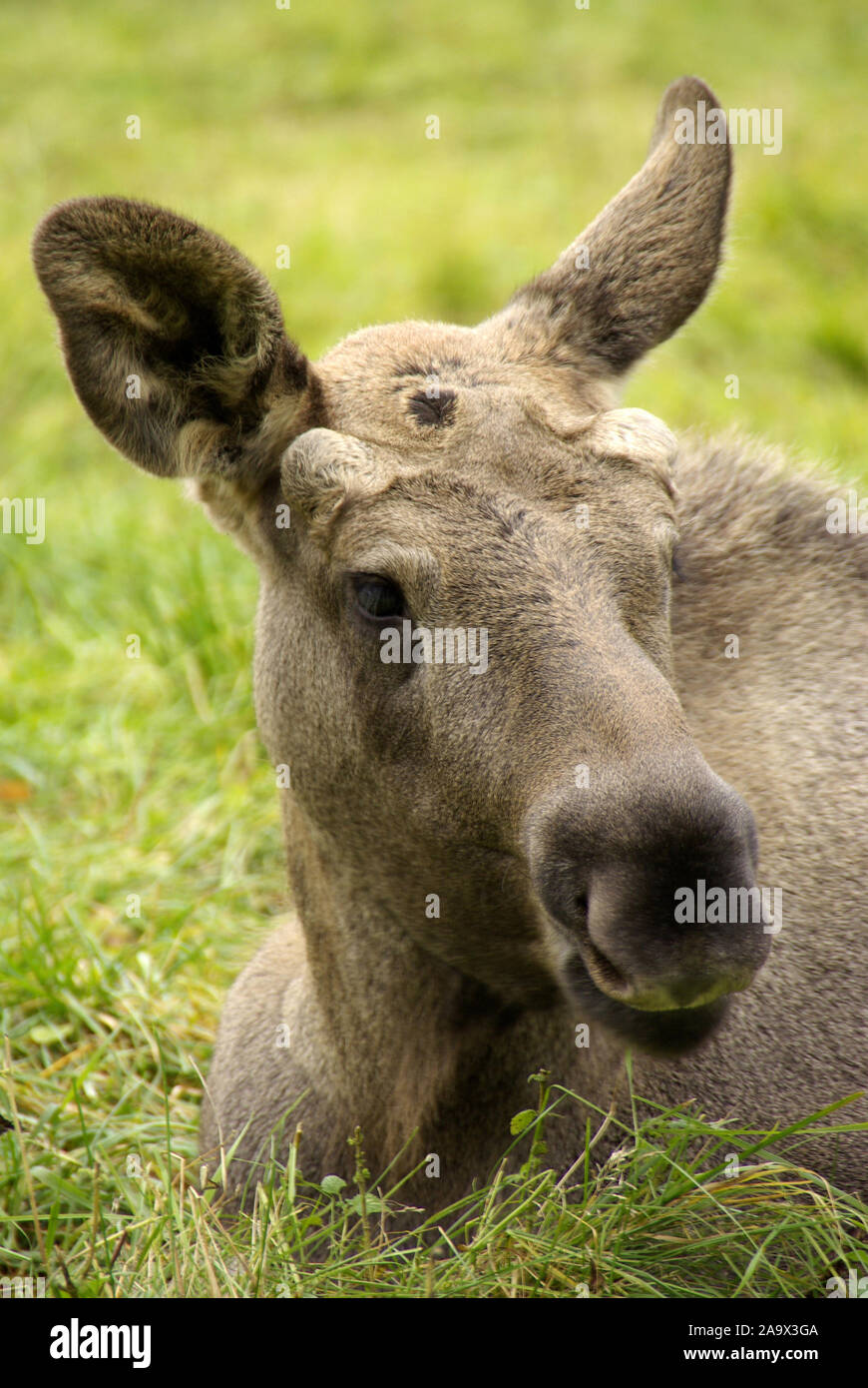 Elchlosung hi-res stock photography and images - Alamy