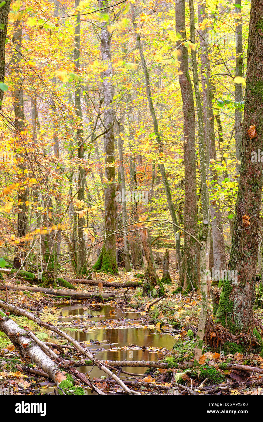 Swamp in the forest with trees in autumn colors Stock Photo - Alamy