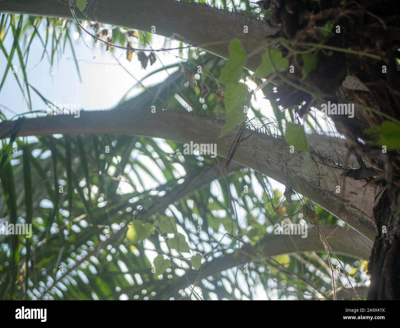 palm oil tree Stock Photo - Alamy