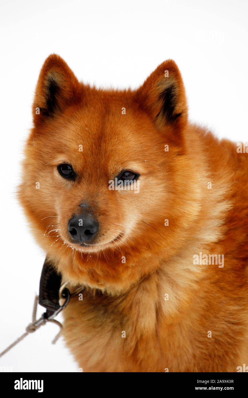 Finnish Spitz Corgi Mix