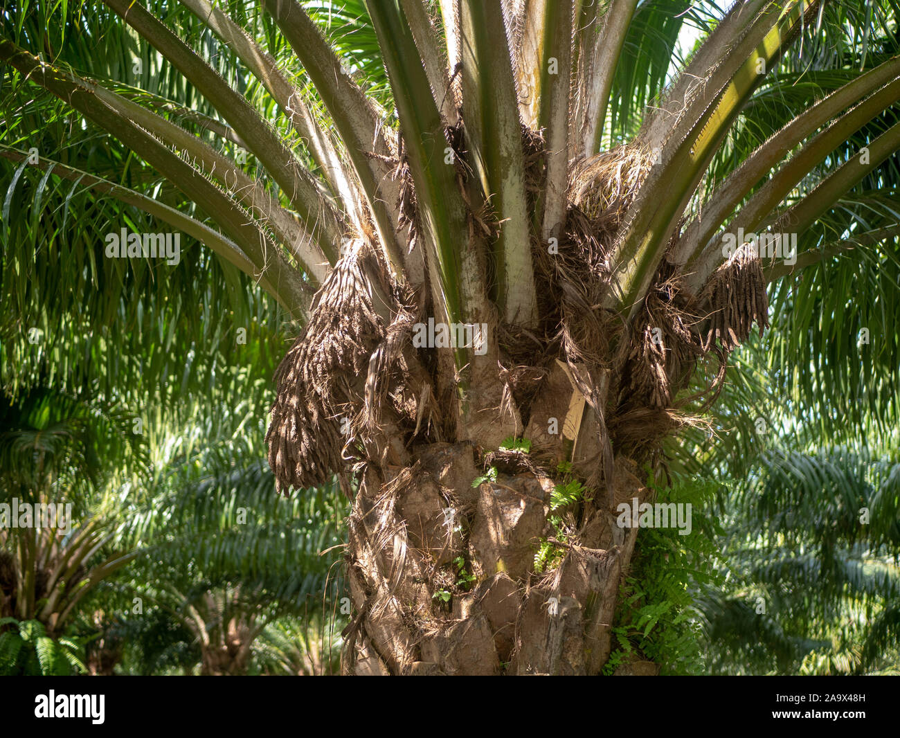 palm oil tree Stock Photo - Alamy