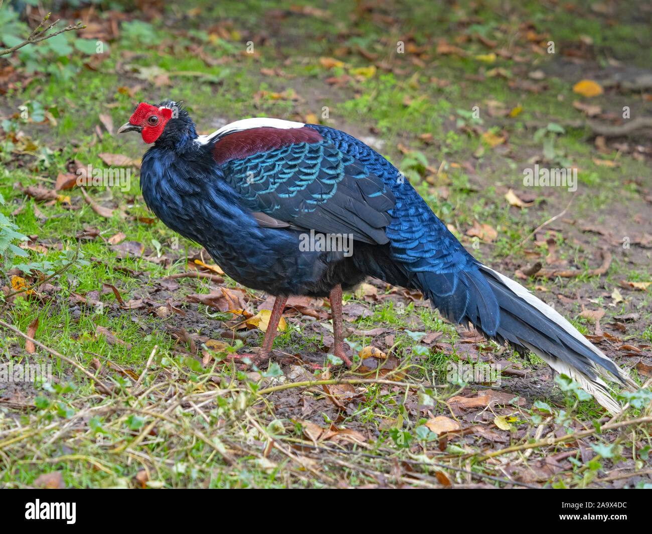 Edwards Pheasant Edwards' Pheasant