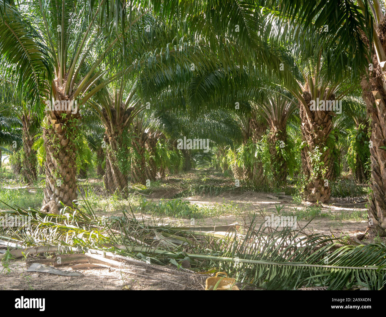 Palm oil tree hi-res stock photography and images - Alamy
