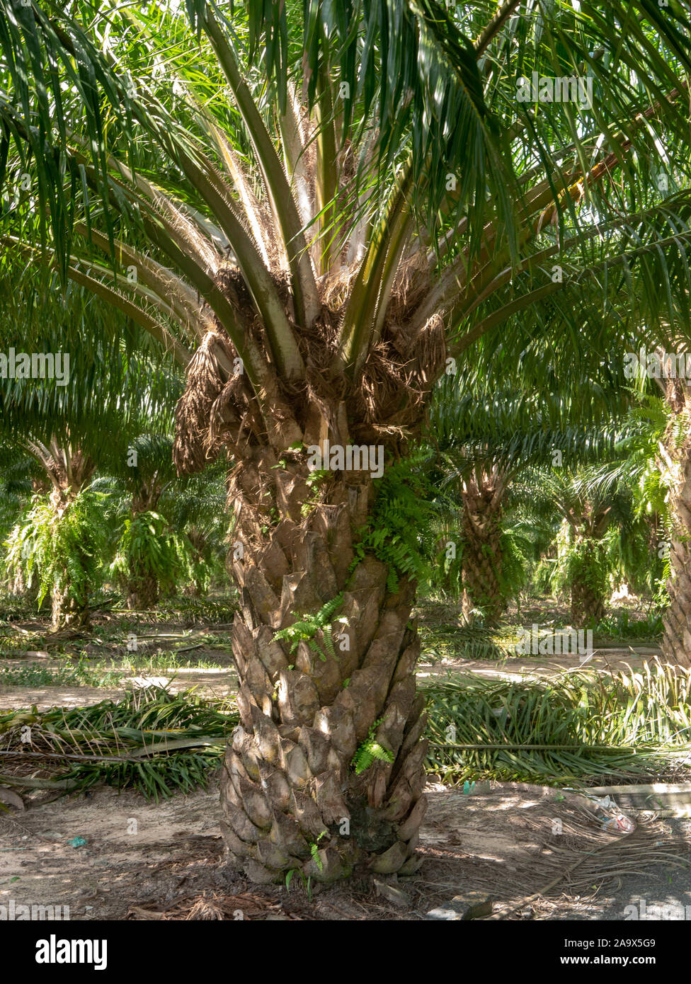 palm oil tree Stock Photo - Alamy