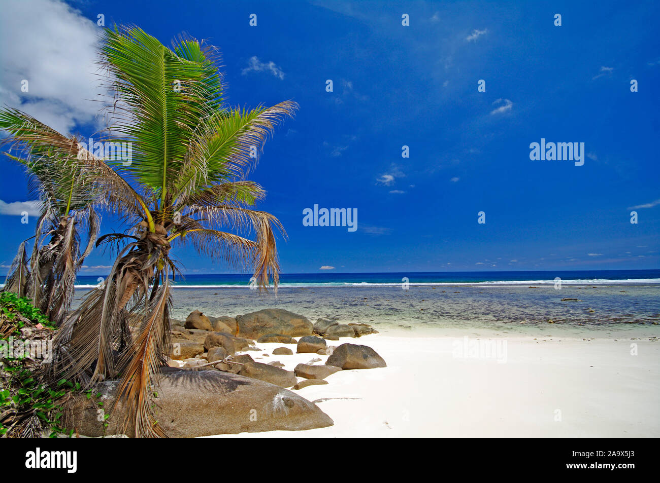 Strand und Palmen, Anse Takamaka, Mahe Stock Photo - Alamy