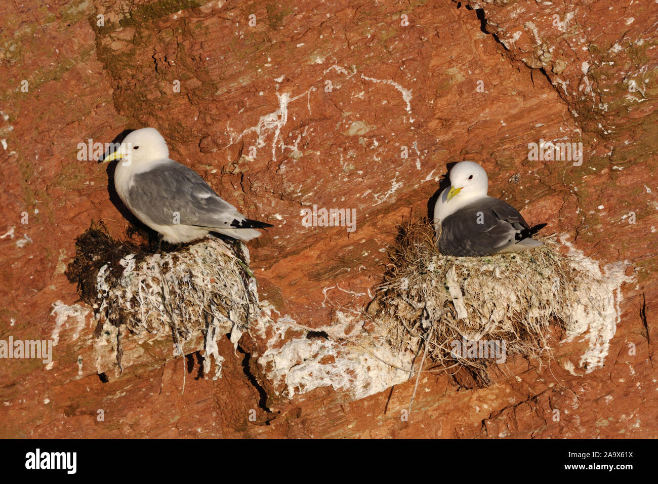 Black-legged Kittiwake ( Rissa tridactyla ), seagulls, breeding at red ...