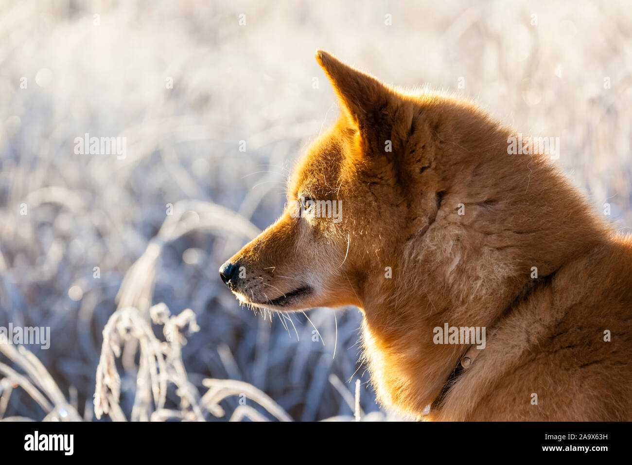 Finnischer Spitz in der Morgensonne, Lappland Stock Photo - Alamy