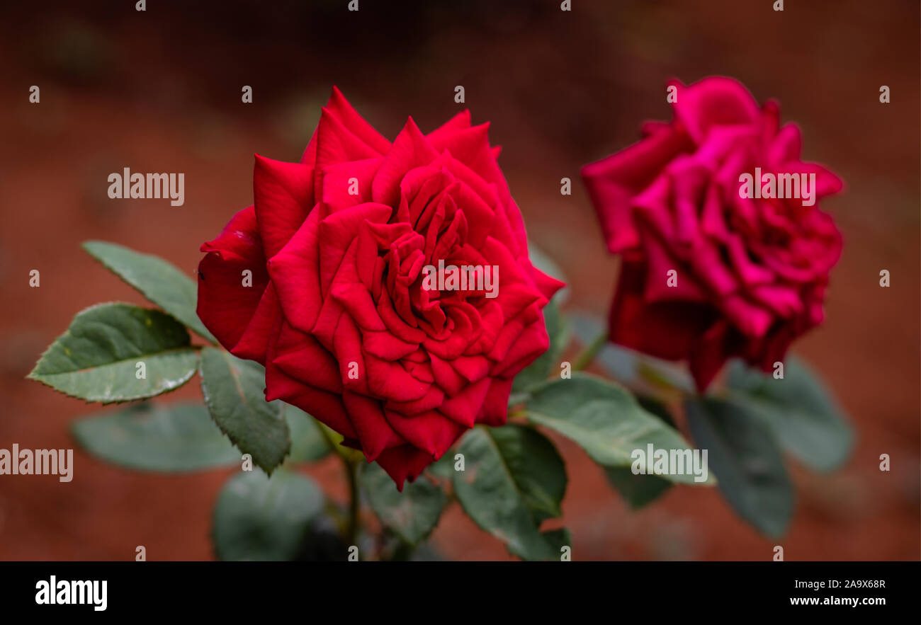 red rose flower with blur background and detail texture Stock Photo - Alamy