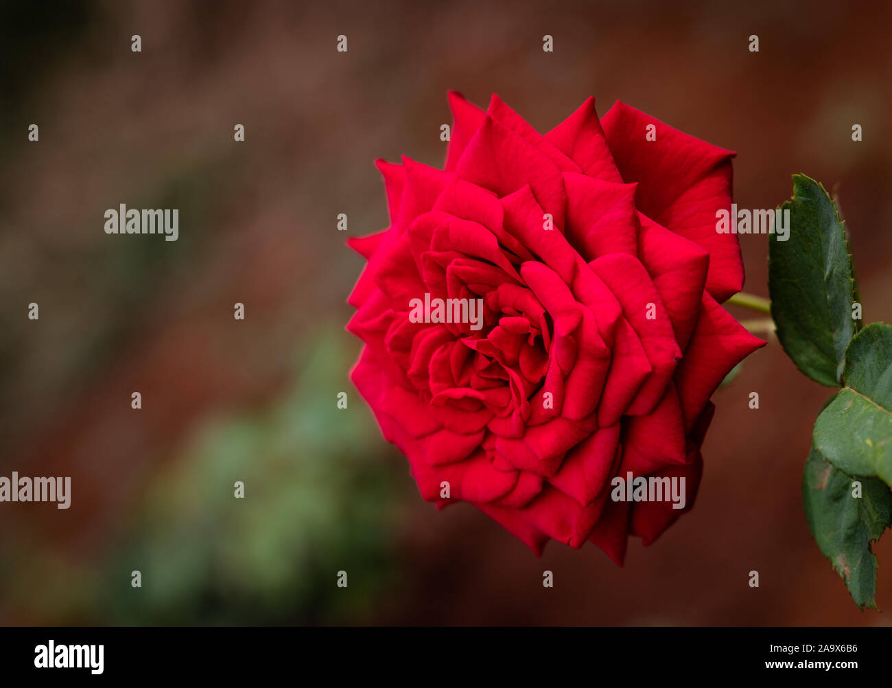 red rose flower with blur background and detail texture Stock Photo - Alamy