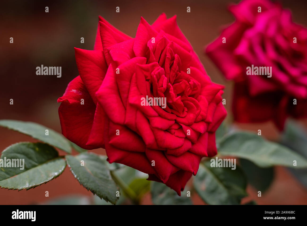 red rose flower with blur background and detail texture Stock Photo - Alamy