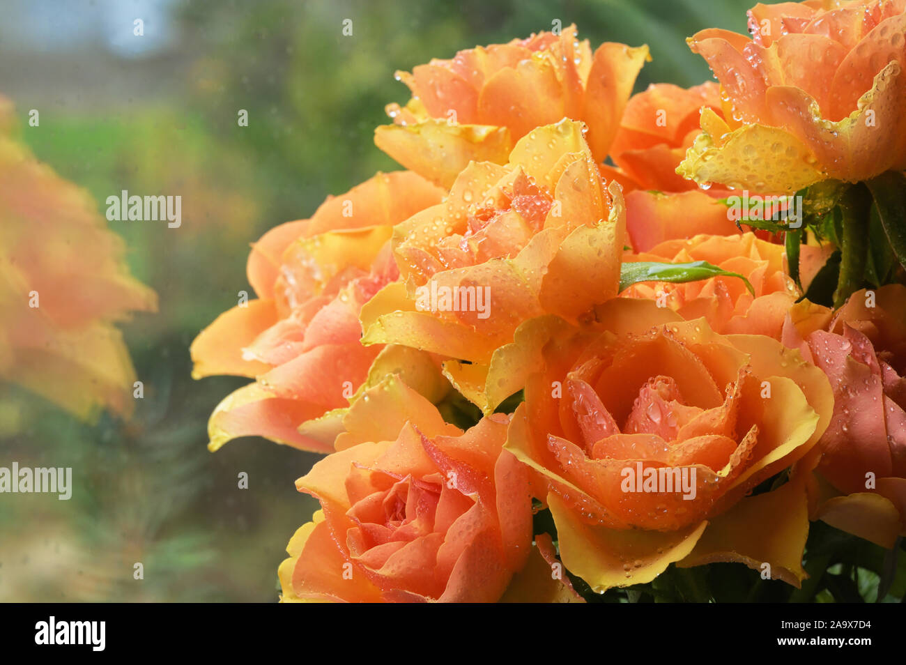 Orange English Rose with Dew Drops Stock Photo - Alamy