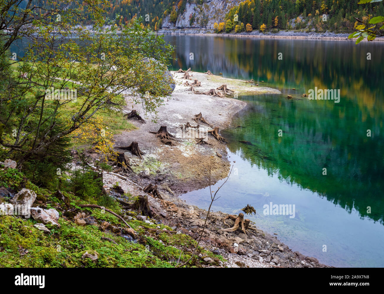 Tree stumps after deforestation near gosauseen lake hi-res stock ...