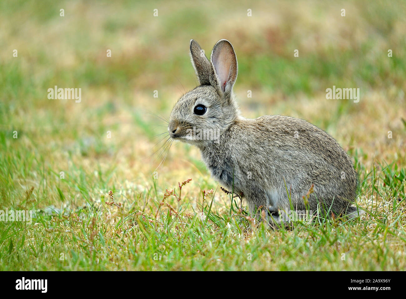 Wildkaninchen, Oryctolagus cuniculus Stock Photo - Alamy