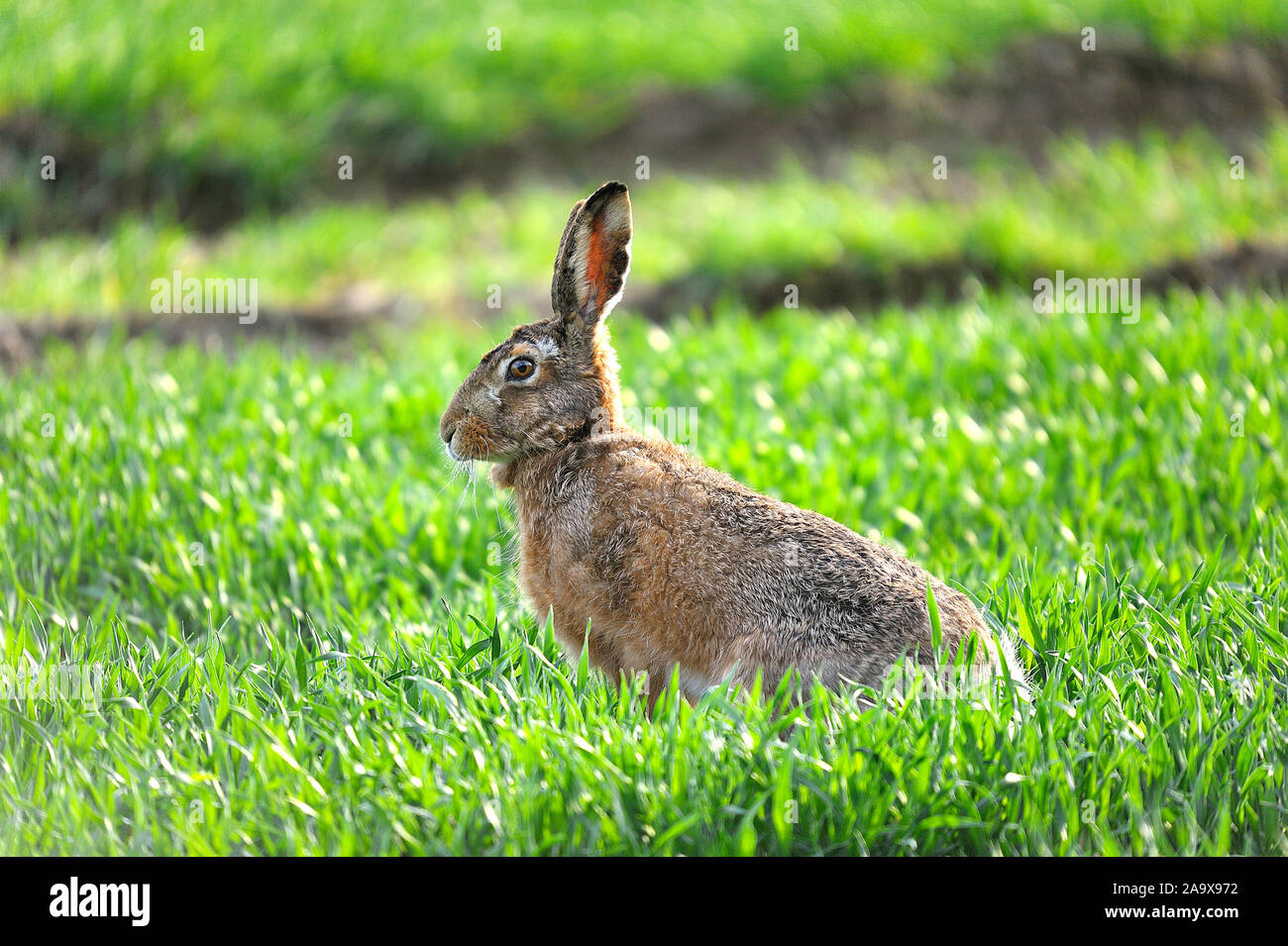 Wildkaninchen hi-res stock photography and images - Alamy