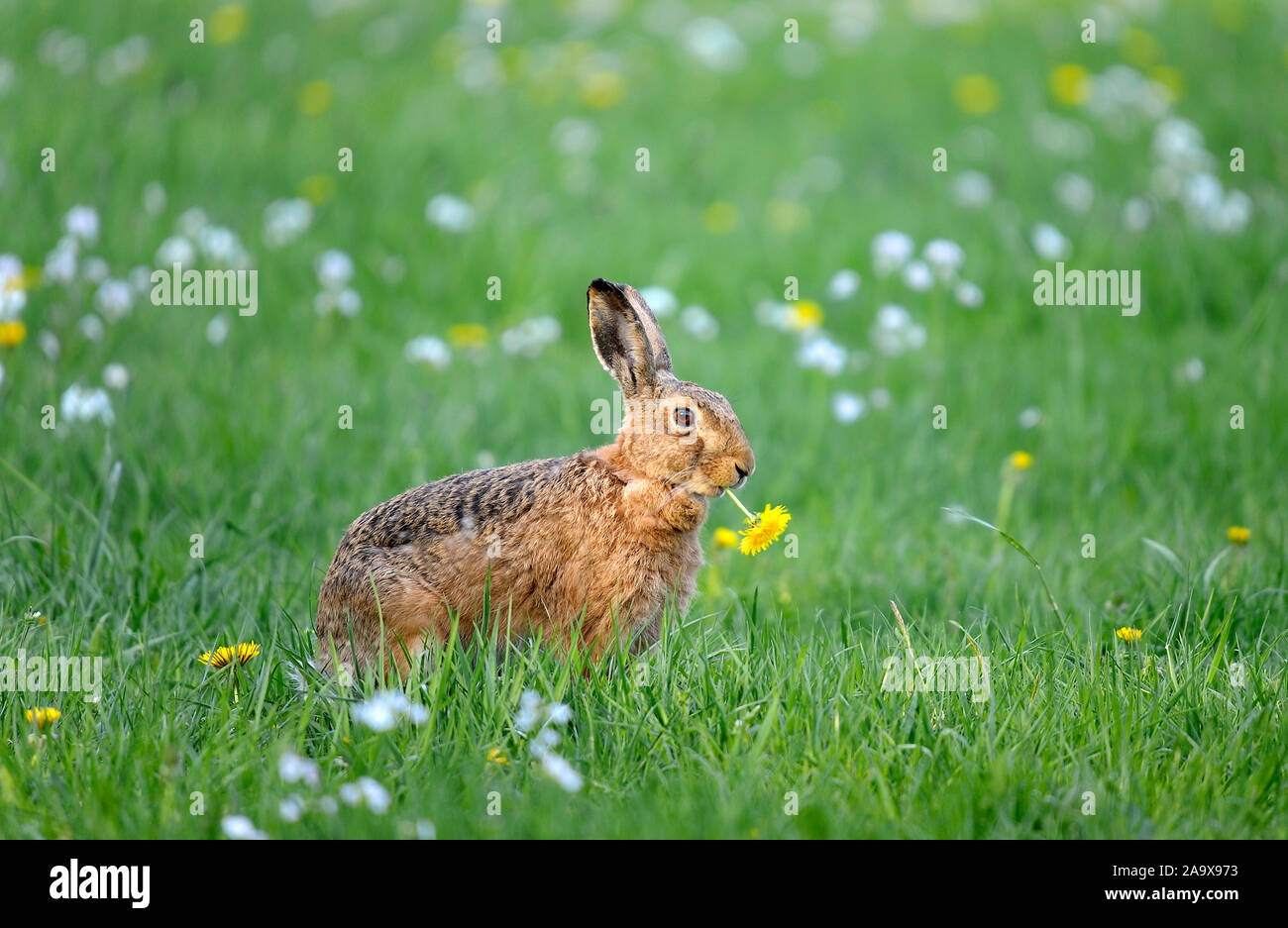 Oryctolagus cuniculus hi-res stock photography and images - Alamy