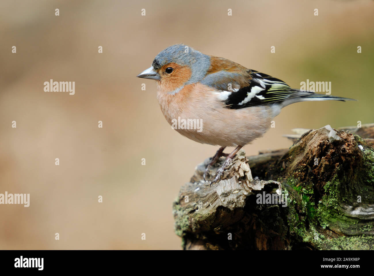 Fink vogel hi-res stock photography and images - Alamy