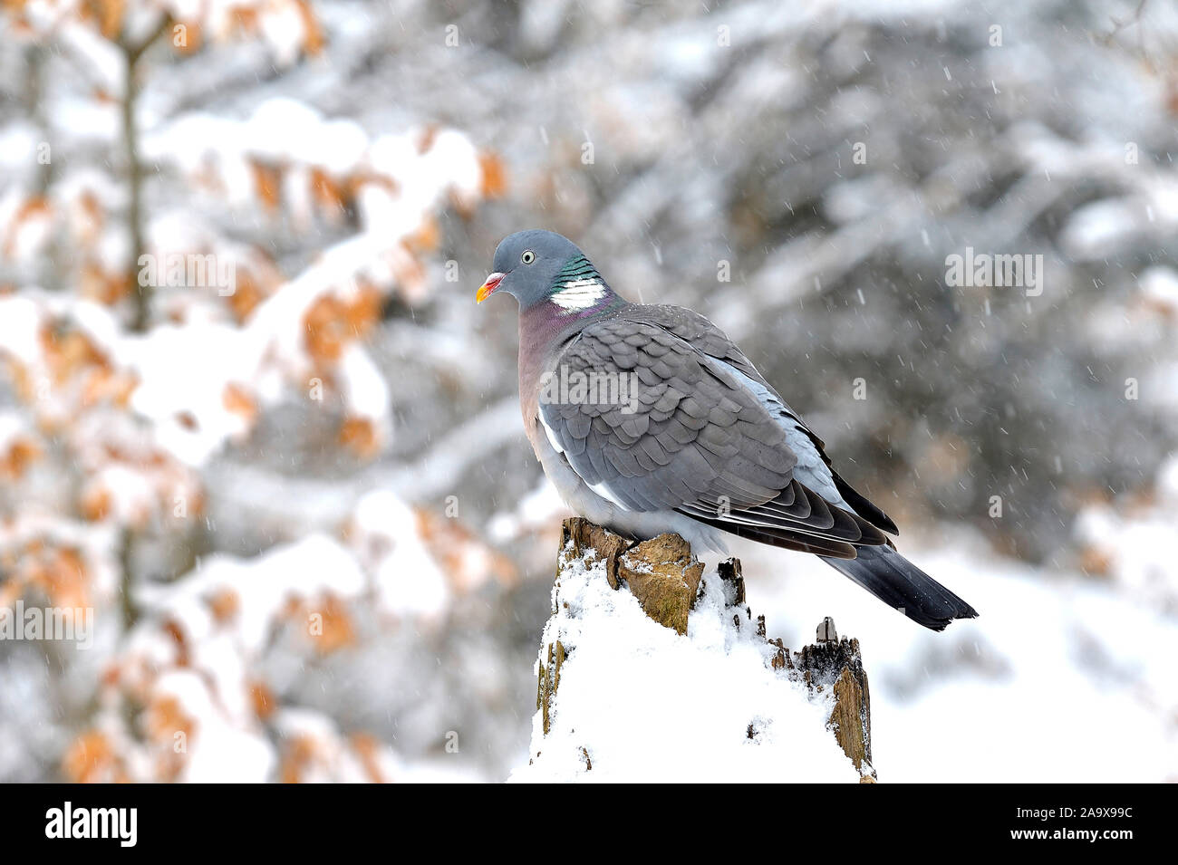 Ringeltaube im Winter, Columba palumbus Stock Photo - Alamy