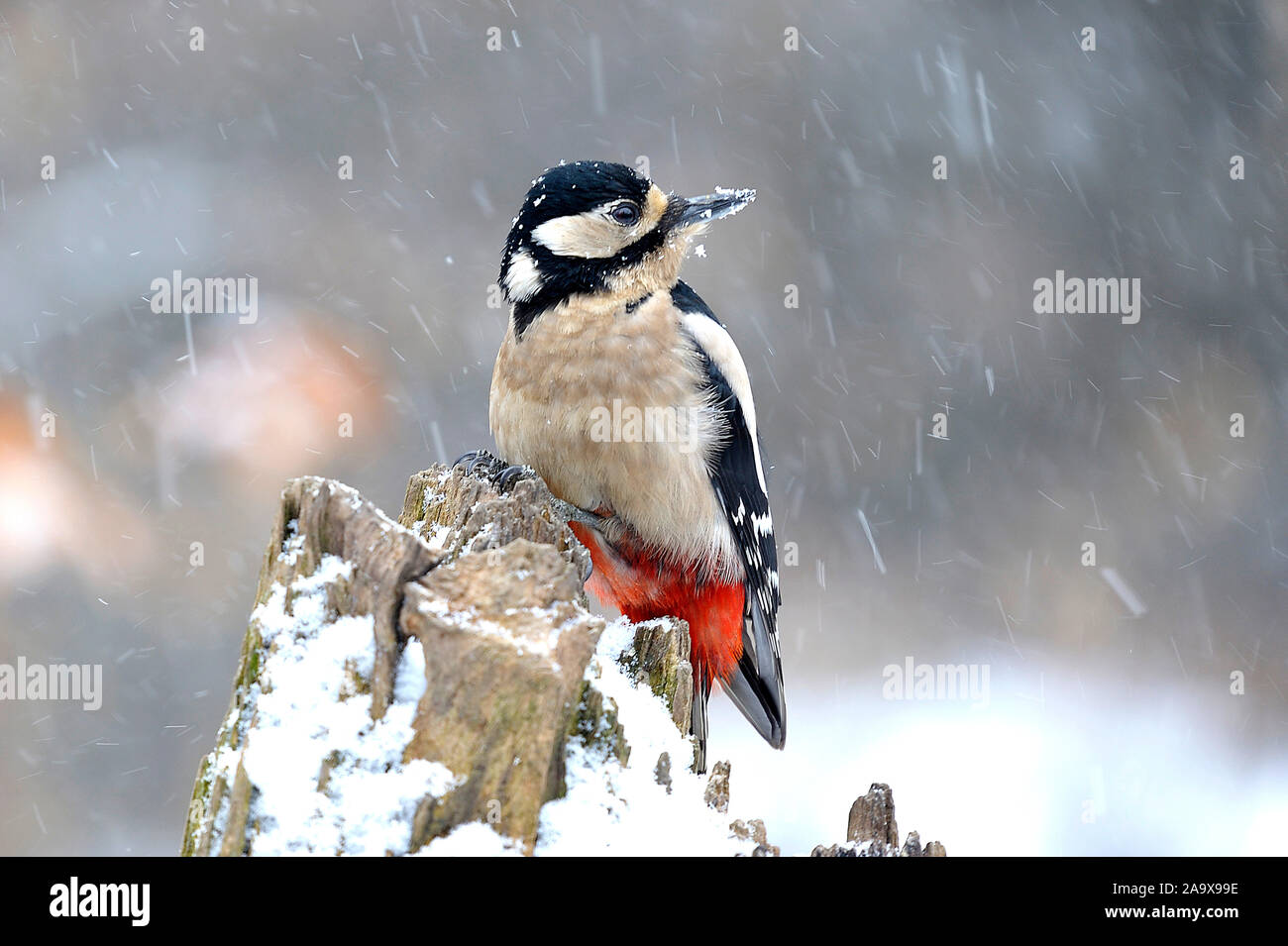 Specht im wald hi-res stock photography and images - Alamy