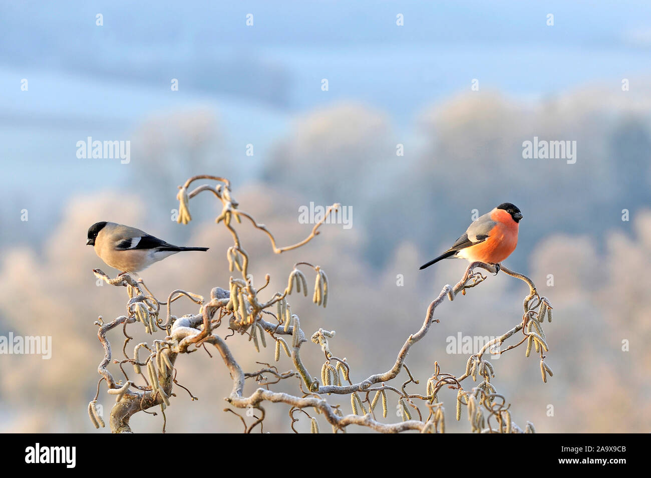Dompfaff High Resolution Stock Photography and Images - Alamy