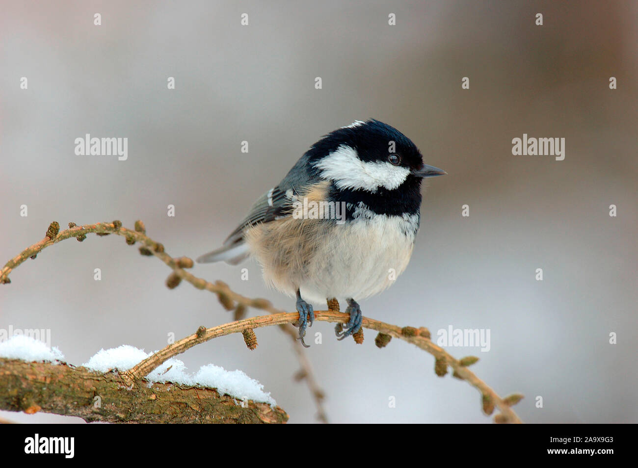 Tannenmeise, Parus ater Stock Photo - Alamy