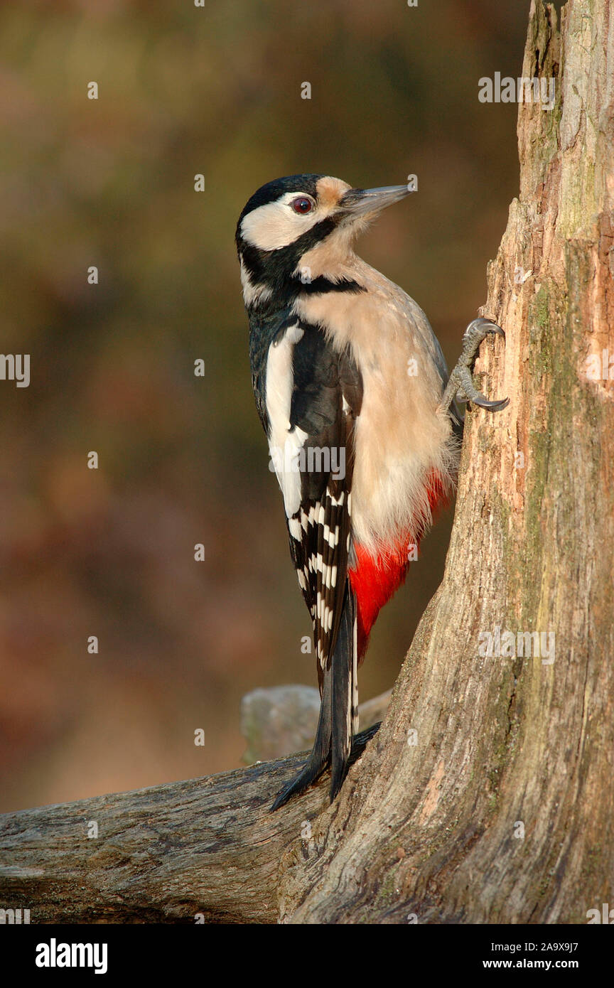 Buntspecht wald hi-res stock photography and images - Alamy