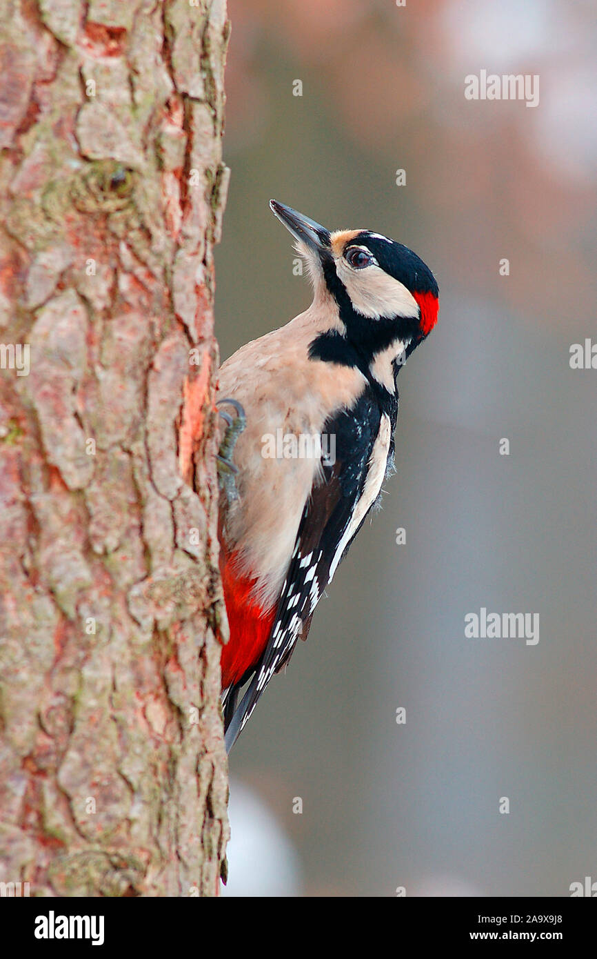Buntspecht wald hi-res stock photography and images - Alamy