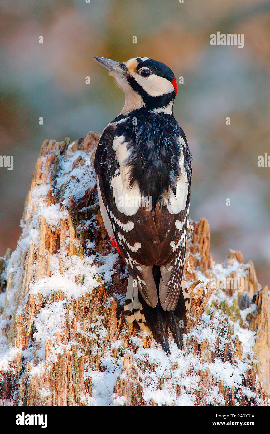 Buntspecht wald hi-res stock photography and images - Alamy