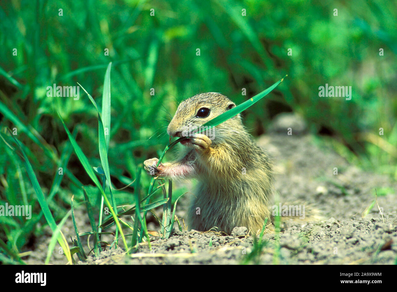 Ziesel, (Citellus citellus Stock Photo - Alamy