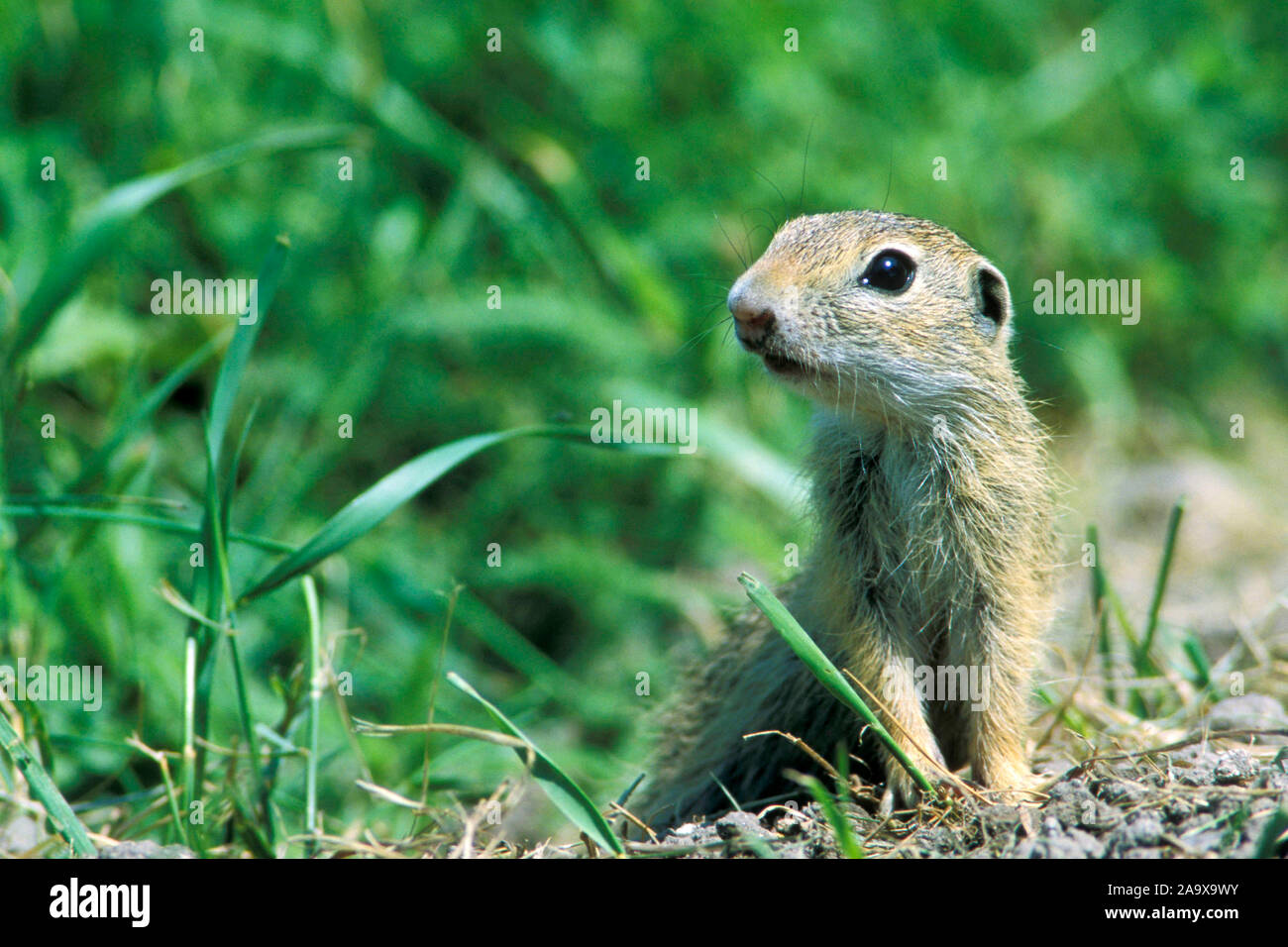 Ziesel, (Citellus citellus Stock Photo - Alamy