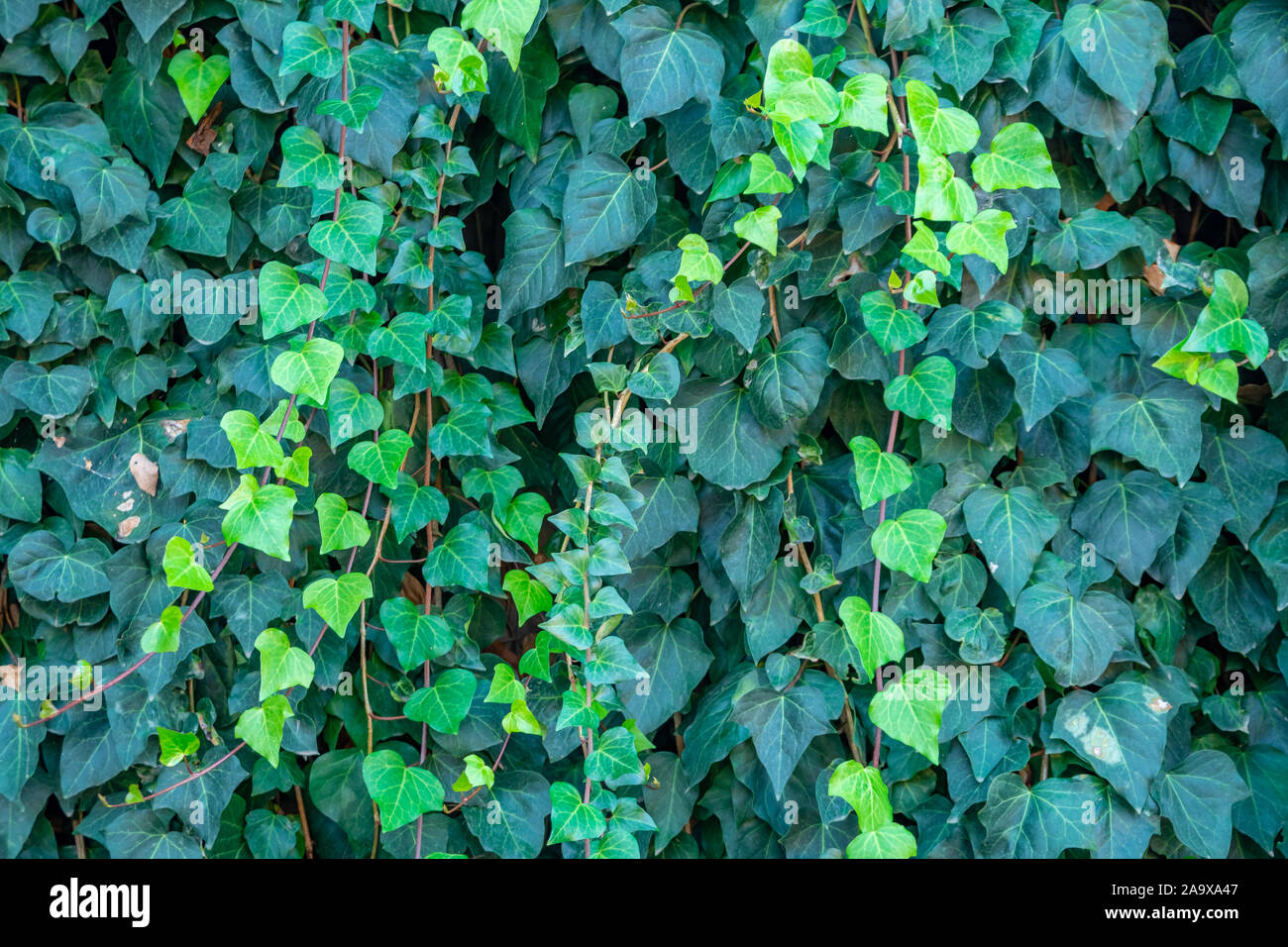 View of house facade covered by overgrown creeper plant. Nature Stock ...
