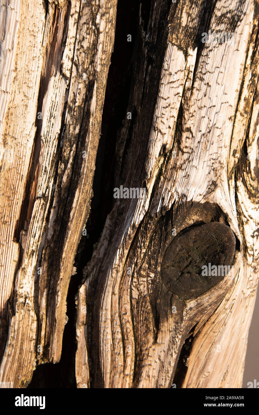 Timber pier upright, Abersoch beach, Wales Stock Photo - Alamy