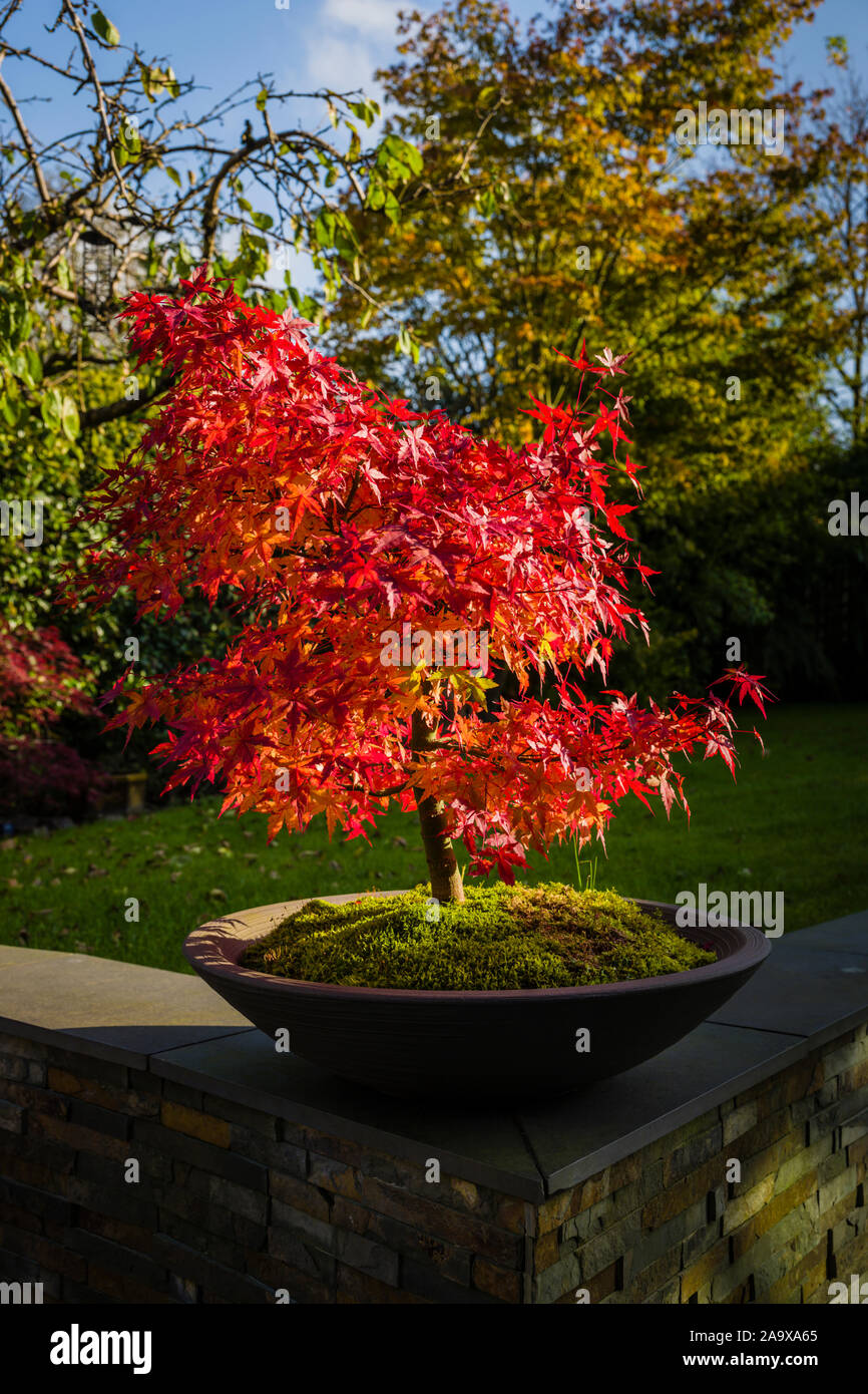 Bonsai acer palmatum tree in autumnal foliage Stock Photo - Alamy