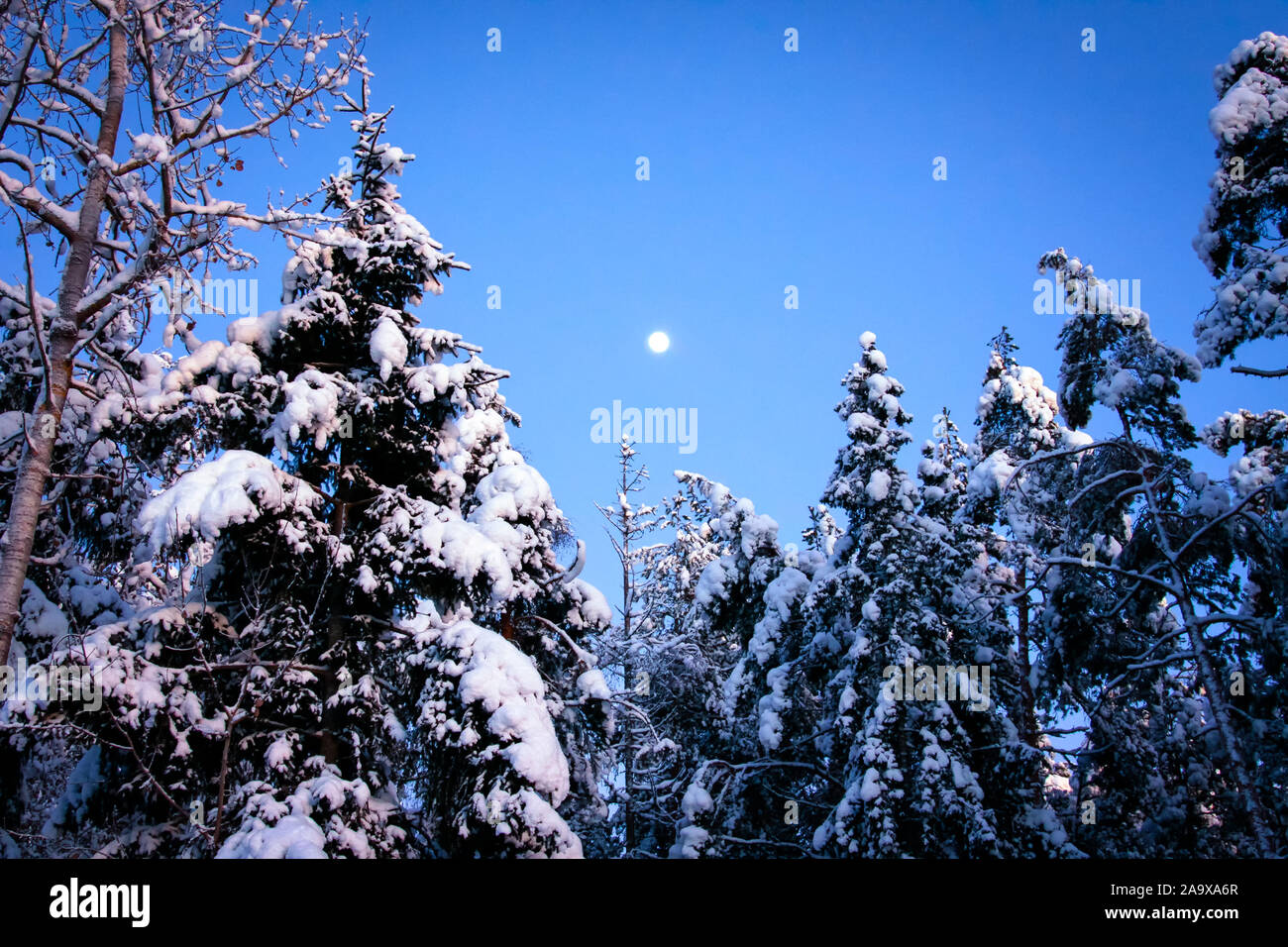 Full moon dusk pine hi-res stock photography and images - Alamy