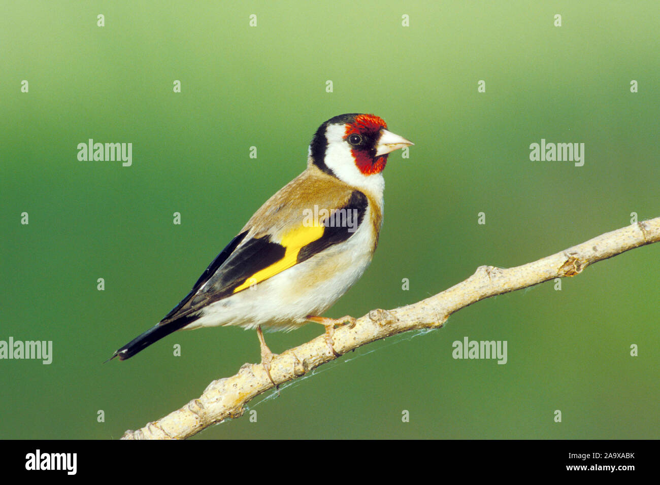 Tier, Vogel, Stieglitz, Distelfink, Finken, (Carduelis carduelis Stock ...