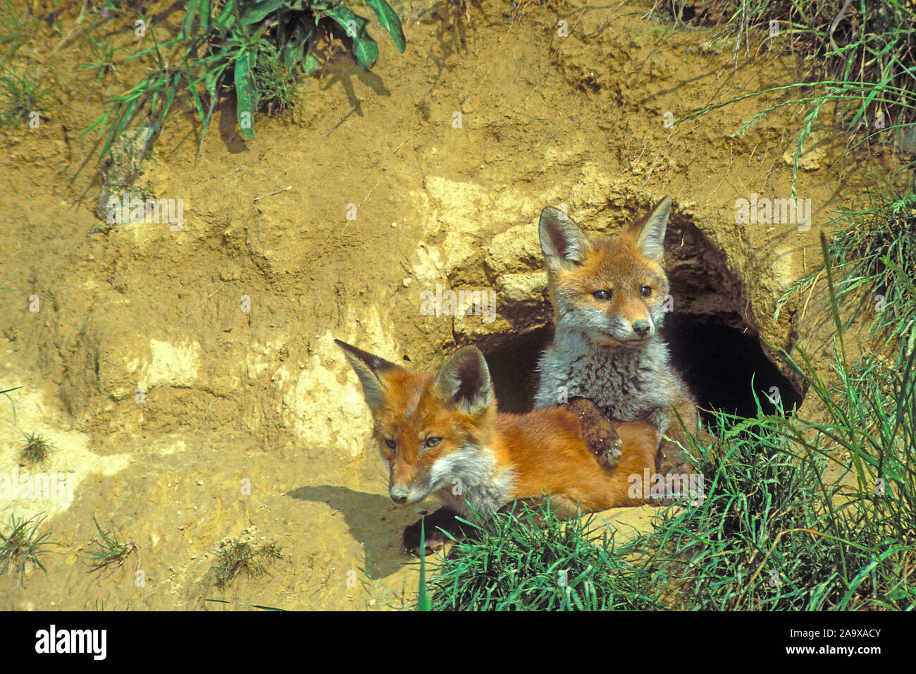 Rotfuchs, Zwei junge Fuechse am Fuchsbau, (Vulpes vulpes Stock Photo ...