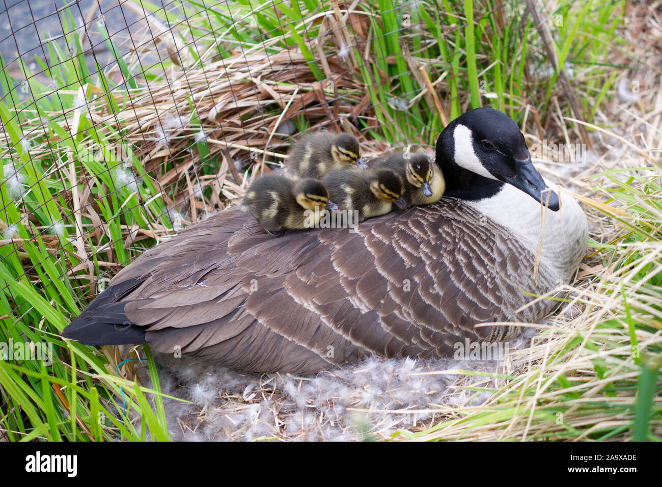 Goose & Ducklings Stock Photo - Alamy