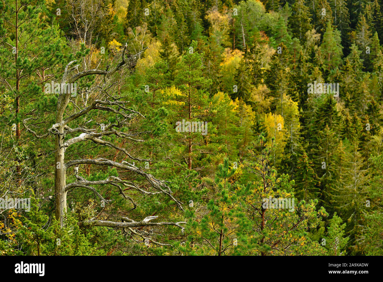 Dead forest from above hi-res stock photography and images - Alamy