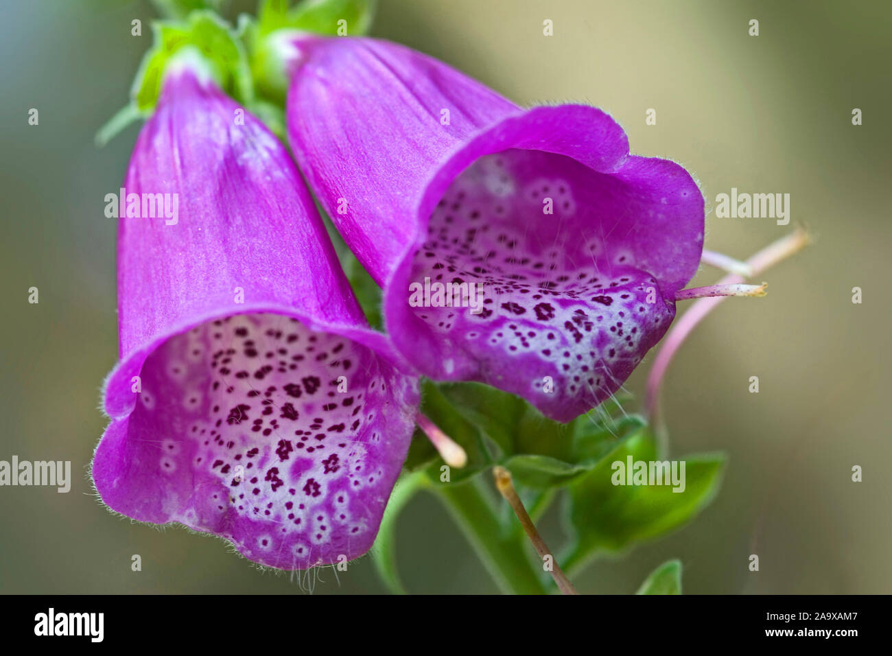 Fingerhut digitalis hi-res stock photography and images - Alamy
