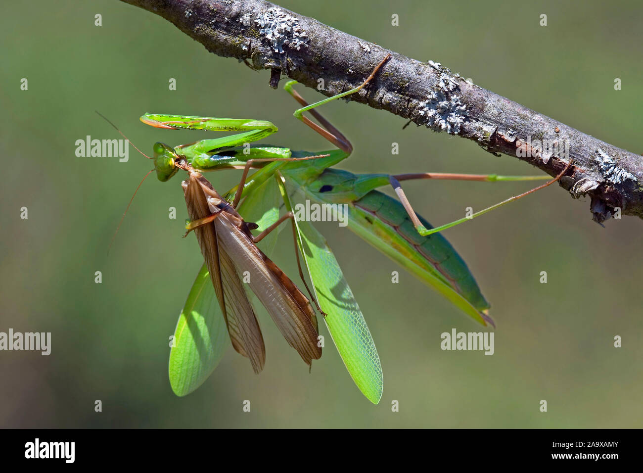 Gottesanbeterin frisst das Maennchen (Mantis religosa Stock Photo - Alamy