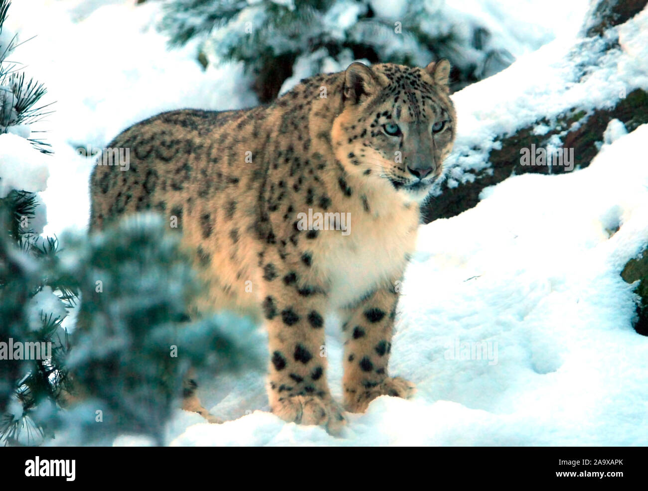 Schneeleopard im Winter Snow Leopard in winter time, Panthera uncia ...
