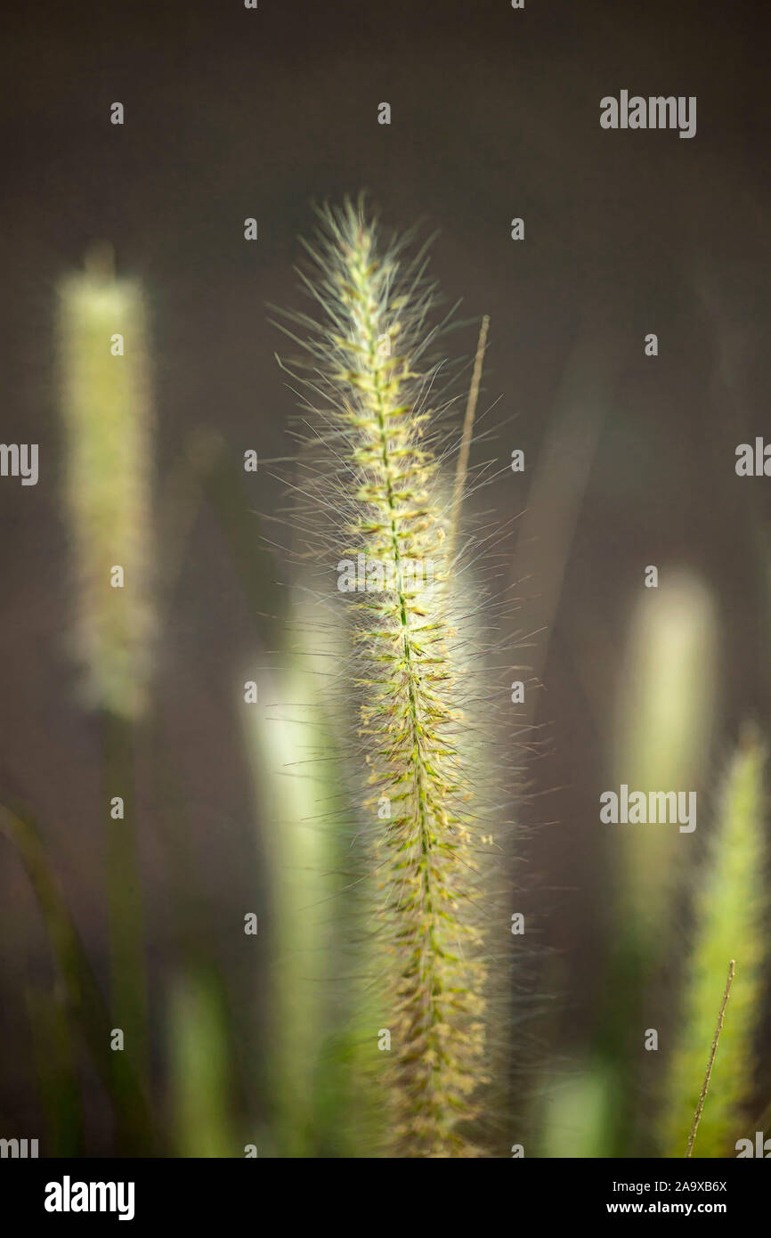 Setaria viridis green bristlegrass plant close-up on a blurred ...